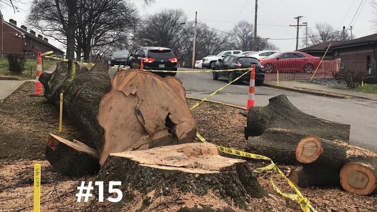 Petition update · LET’S GROW TREE PROTECTION - GATHER AT CITY HALL ...