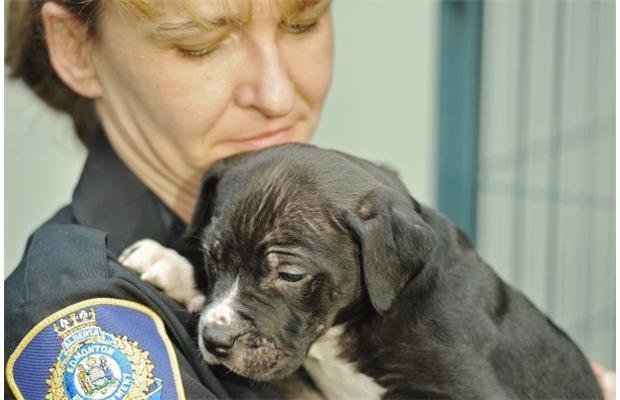 Petition · Animal Control: Help Charles The Puppy - Canada · Change.org