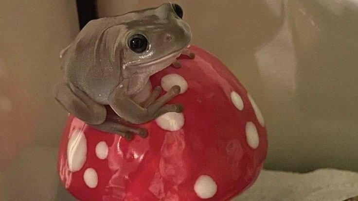 Petition · Make SinSeer visit CatWithAGat's frog vault in Fallout 76 ...