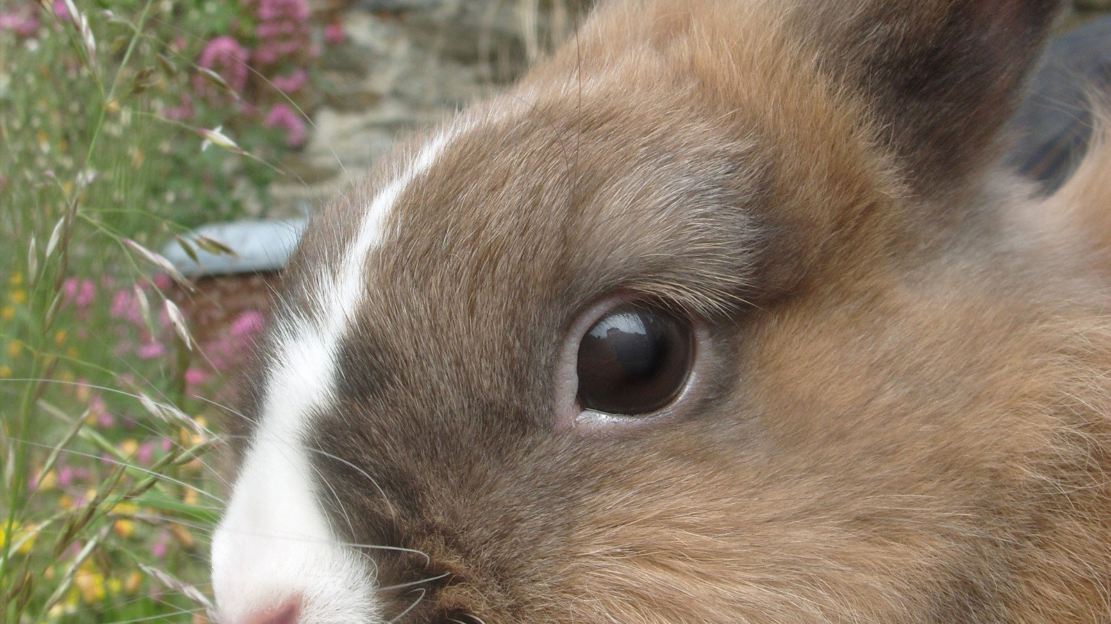 Petition · End the Slaughter of Pet Rabbits in Canmore - United Kingdom ...