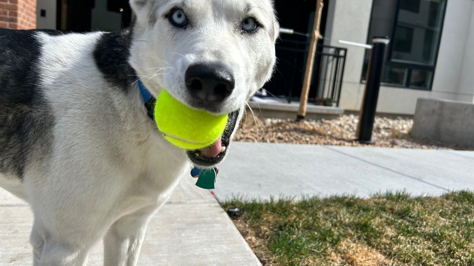 Petition · Allow Pets Access to Courtyards at Solana Central Park ...