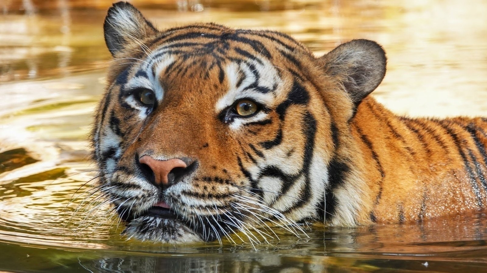 Petition · Justice for Eko the Tiger! - Naples, United States · Change.org