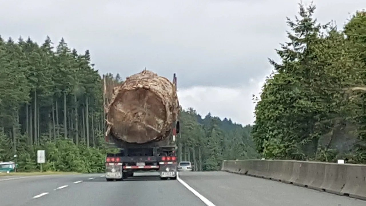 Petition · No Trees, No Future - Canada · Change.org