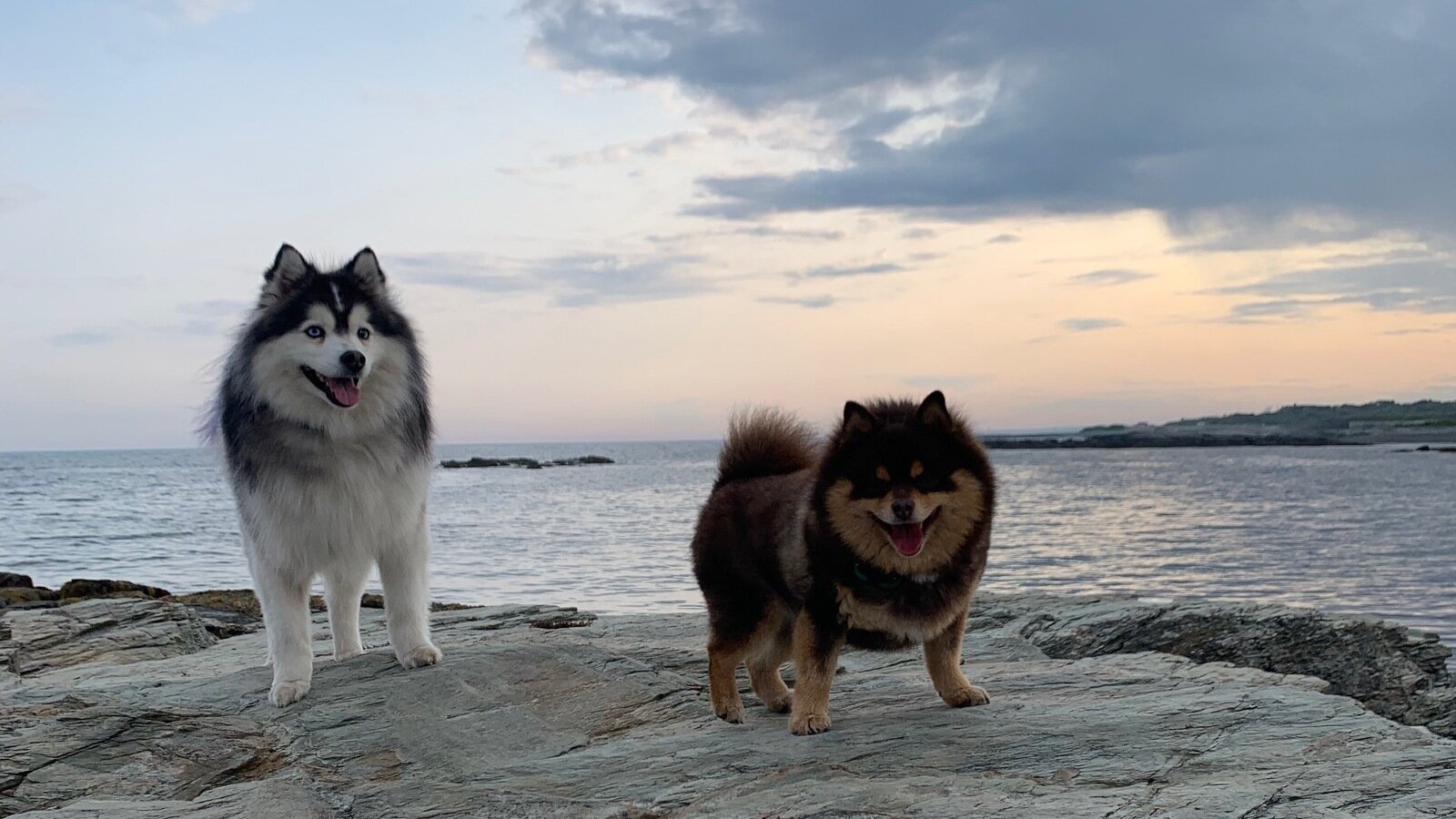 Petition · Justice for Kolby, the Misunderstood Dog - United States ...