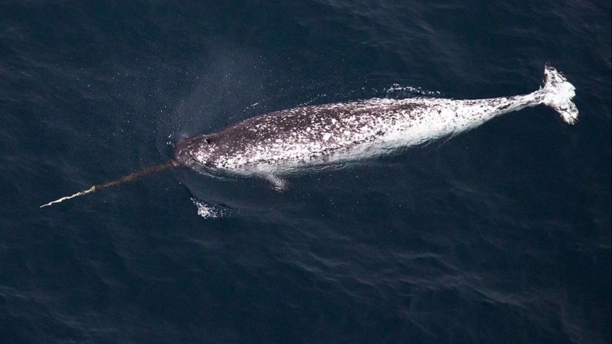Petition · Save the narwhals! - United States · Change.org