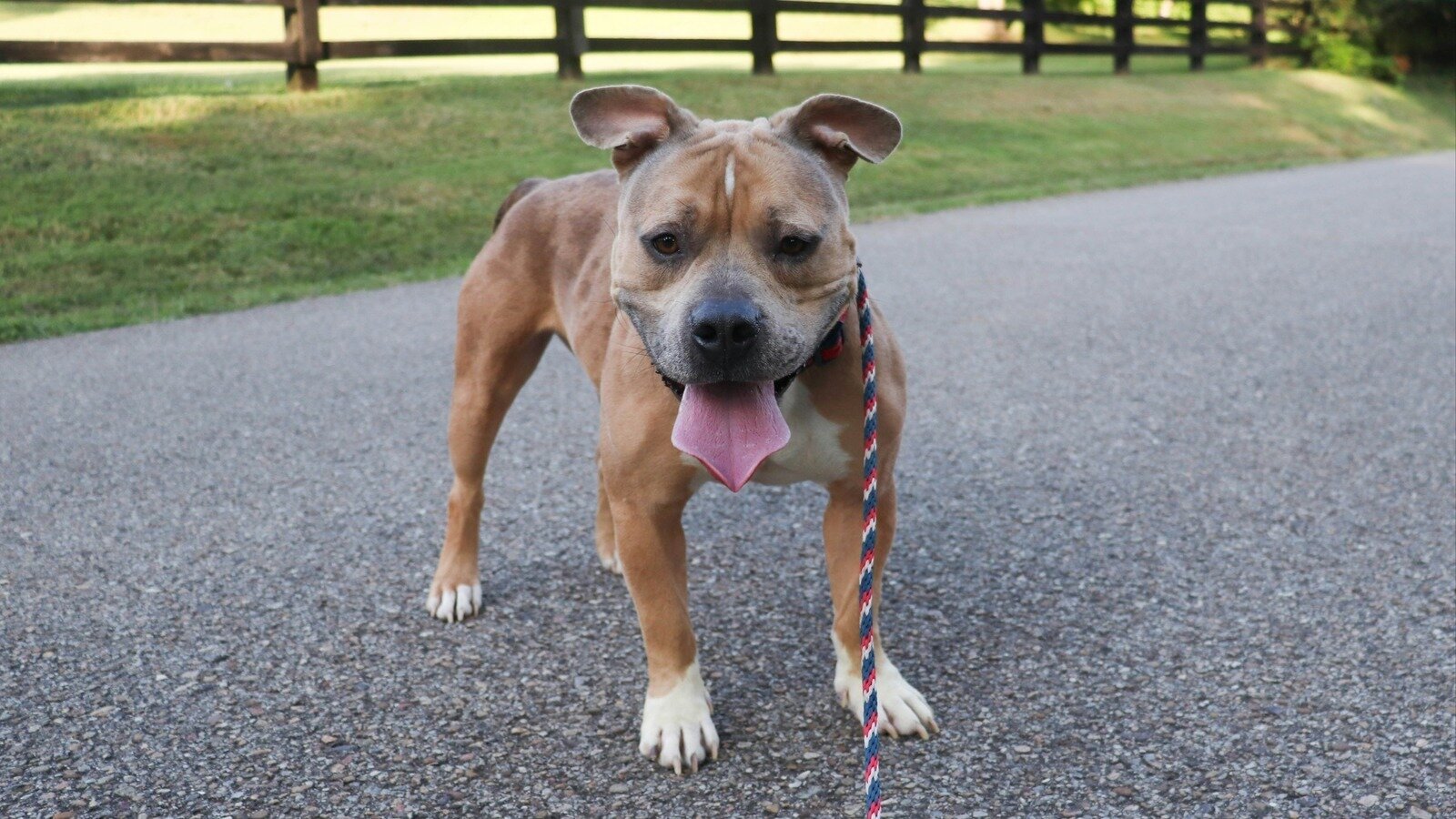 Petition · Stop Dogs From Being Stolen for Fighting in Pender County ...