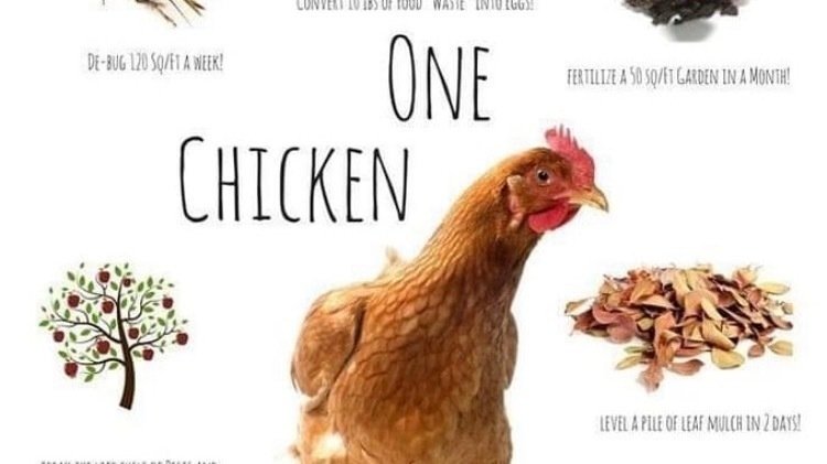 Petition · Allow backyard Chickens - Canada · Change.org