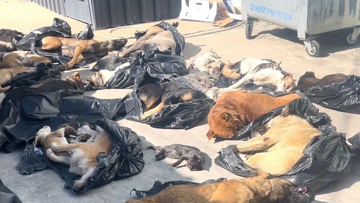 Petition · Urge President Erdogan to Rescind Street Animal ...