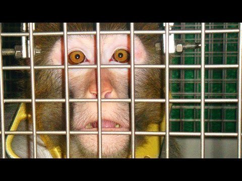 Petition · Increase Awareness of Animal Testing - United States ...