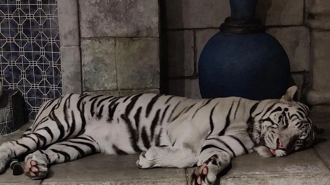 Petition · Stop Animal Cruelty: No More Tigers for the Houston Aquarium ...