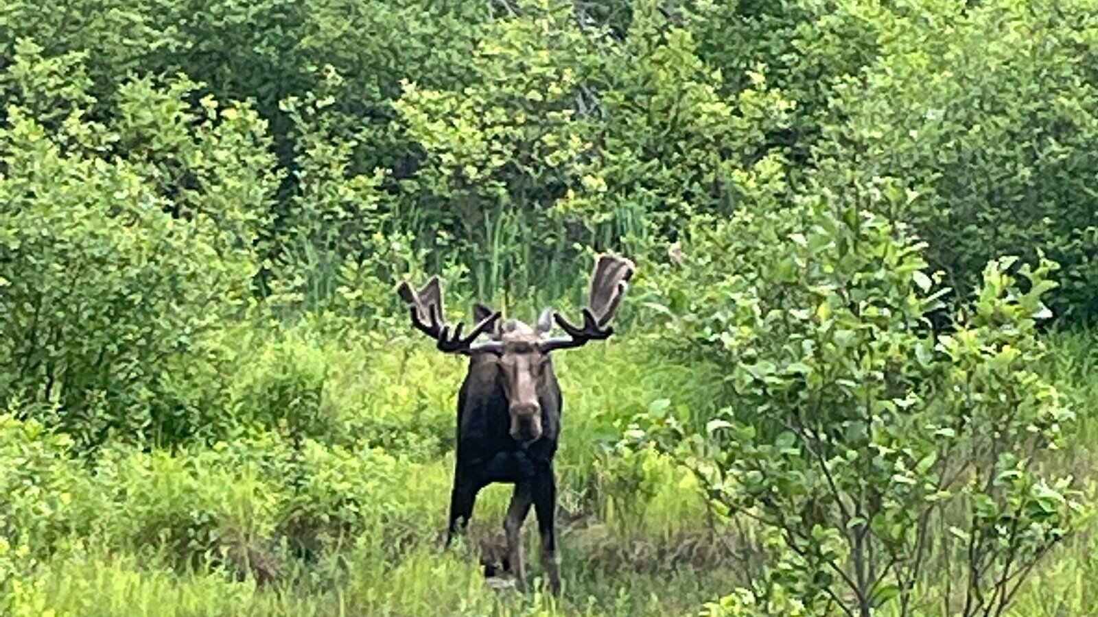 Petition · Require Canadian Government to Prioritize Animal Care and ...