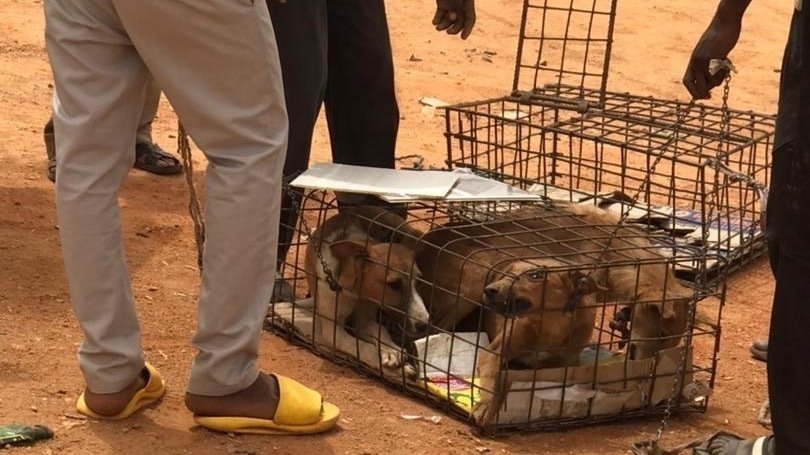 Petition · Help End Animal Brutality and Consumption of Dogmeat in ...