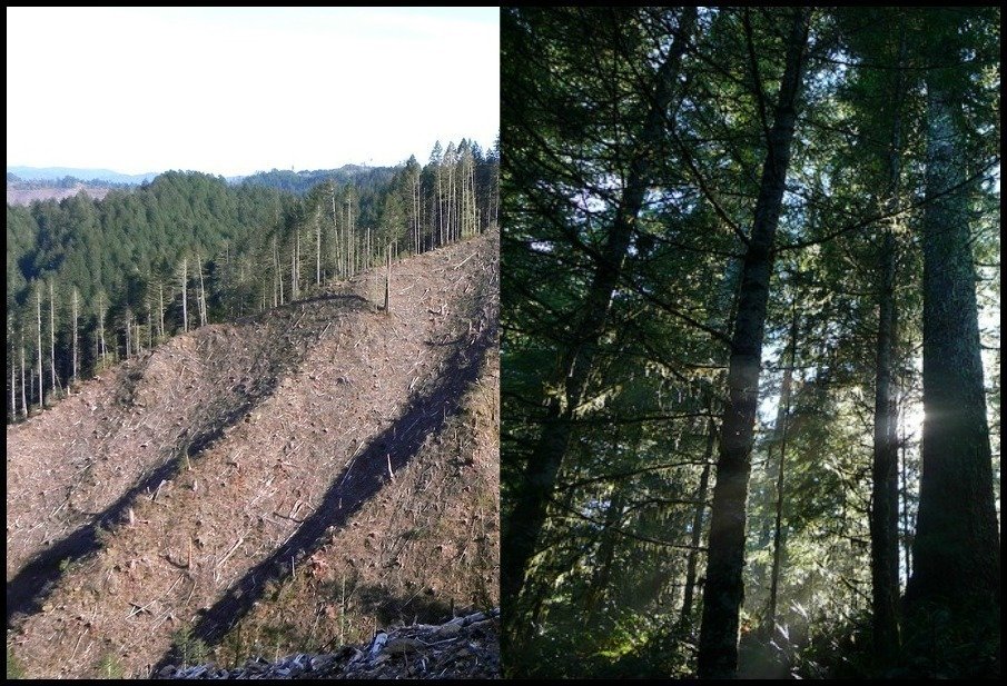 Petition · Save the Elliott State Forest! - United States · Change.org