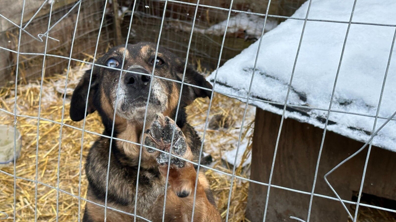 Petition · Operation Deep Freeze: Expand Winter Animal Rescue Efforts ...