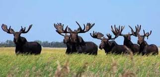Petition · Change the plural of moose to meese - United States · Change.org
