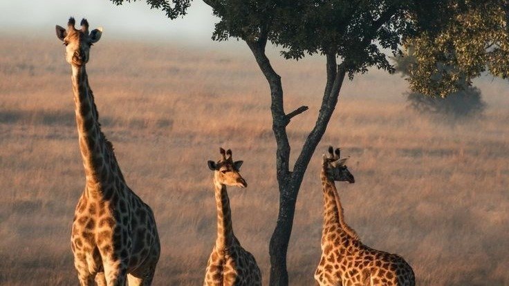 Petition · (SAFE) Save Animals From Exploitation - Philippines · Change.org