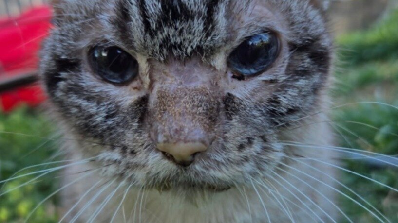 Petition · Make declawing cats illegal - United States · Change.org