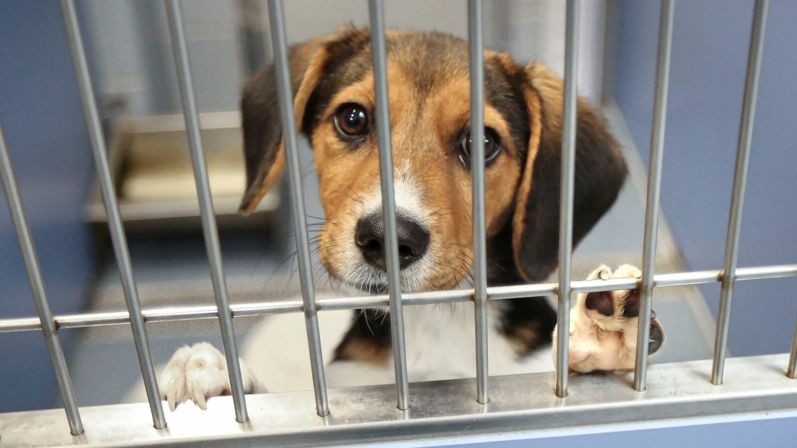 Petition · Support Local Shelters and Provide Essential Supplies for ...