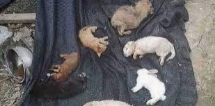 Petition · Stop PETA! They are killing animals! - United States ...