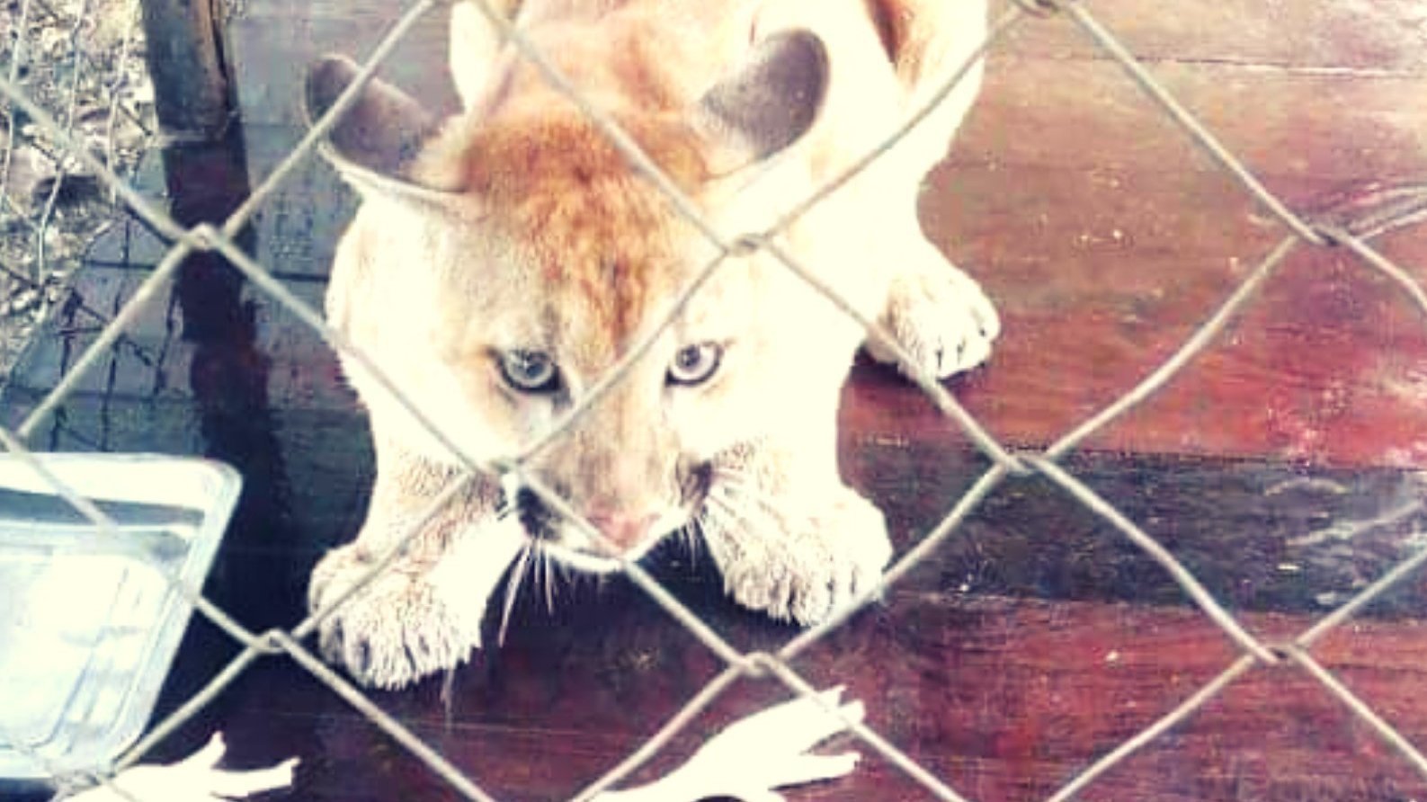 Petición · Por una vida digna para el puma SIMBA - Bolivia · Change.org