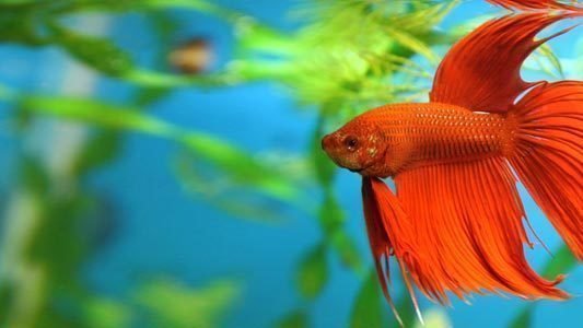 Petition · James Reeve to Join Band - United Kingdom · Change.org