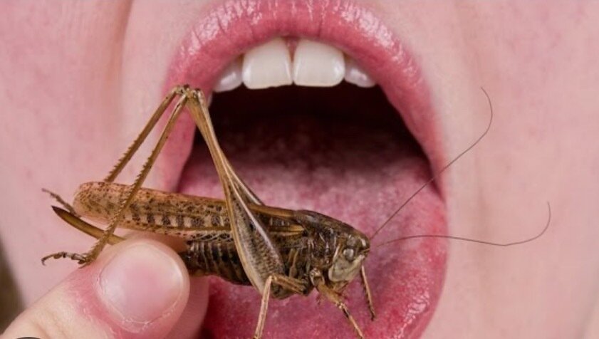 Petition · Say No To Eating Bugs! - United States · Change.org
