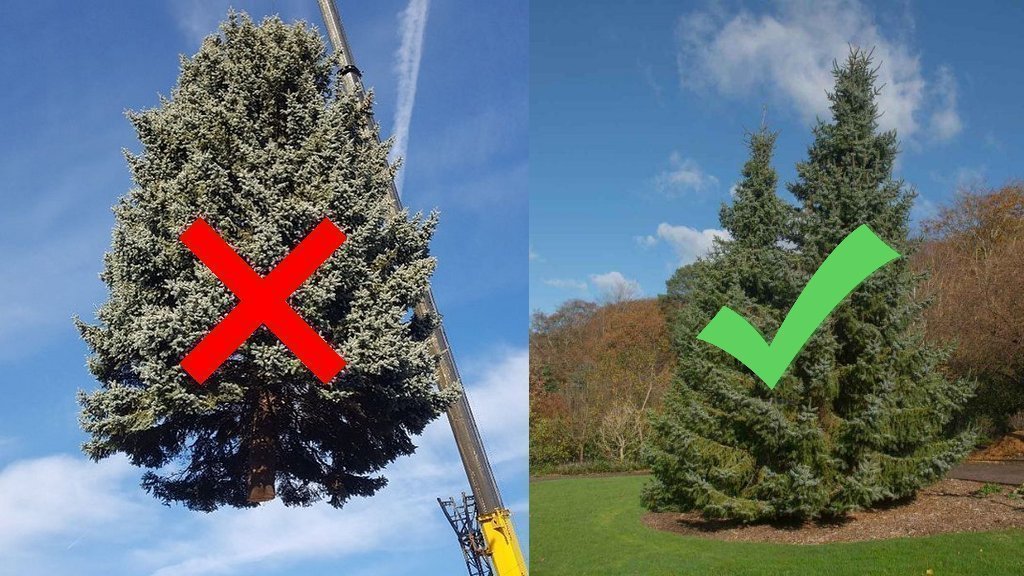 Petition · The Perfect Tree is a Planted Tree - Hamilton, Canada ...