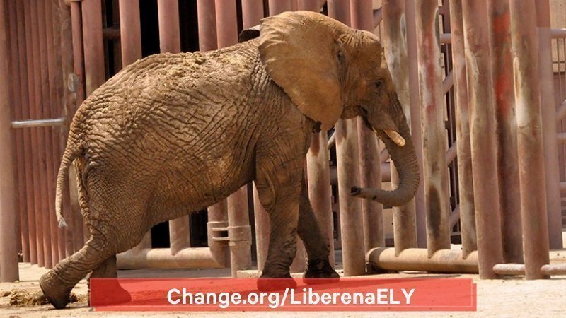Petición · Retiro de Ely la elefanta a un santuario. - México · Change.org
