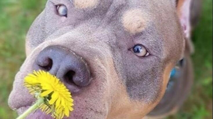 Petition · Lift the Pit Bull breed ban! - Pittsburg, United States ...