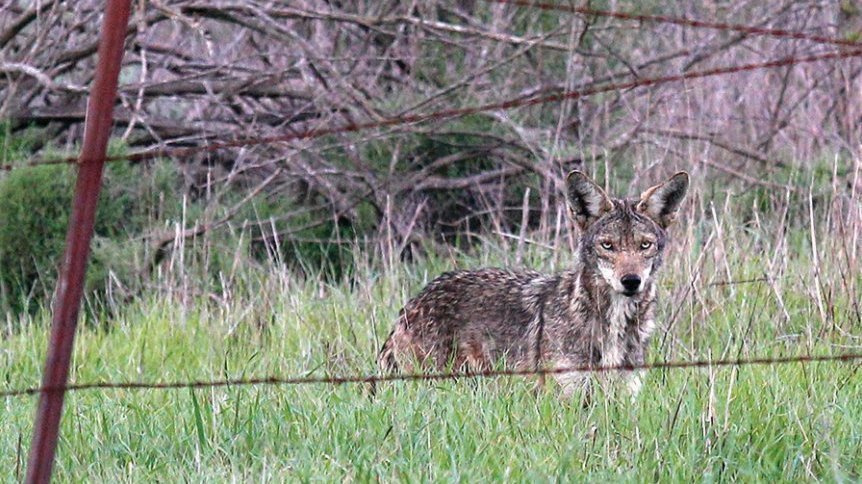 Petition · Stop the North Pointe HOA from trapping and killing coyotes ...