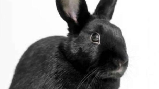 Petition · BRING THE RABBIT HOME - United Kingdom · Change.org
