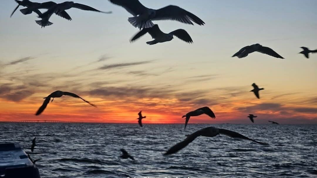 Petition · Stop Mobile Bay Mud Dumping from dredging, Protect our Bay ...
