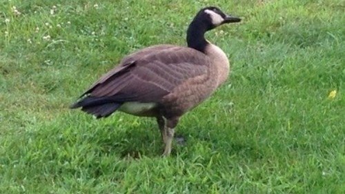 Petition · Stop goose hunts in Westmoreland County parks and start a ...