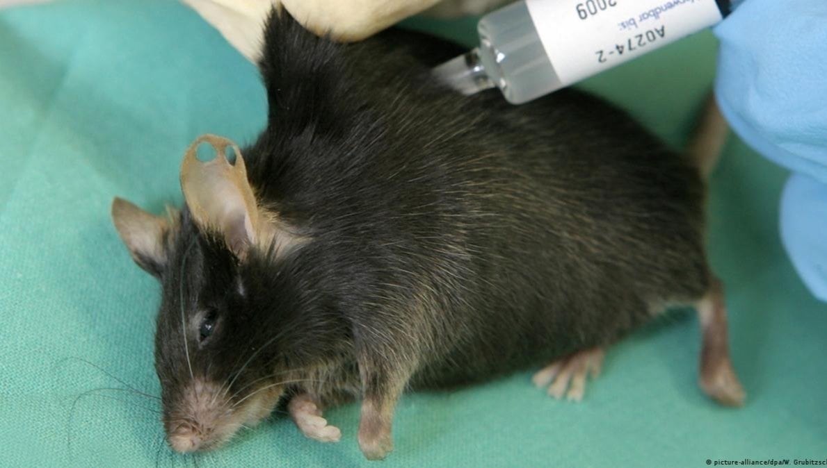 Petition · Stop animal testing for good - United States · Change.org