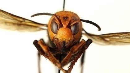 Petition · Change name of Murder Hornets to Baskin Bees. - United ...