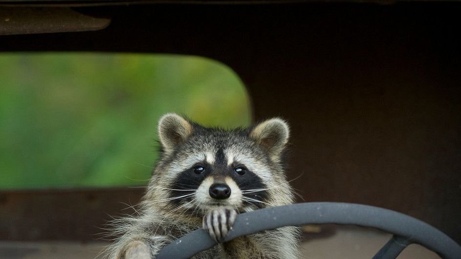 Petition · Replace Bus Drivers with Racoons - Canada · Change.org