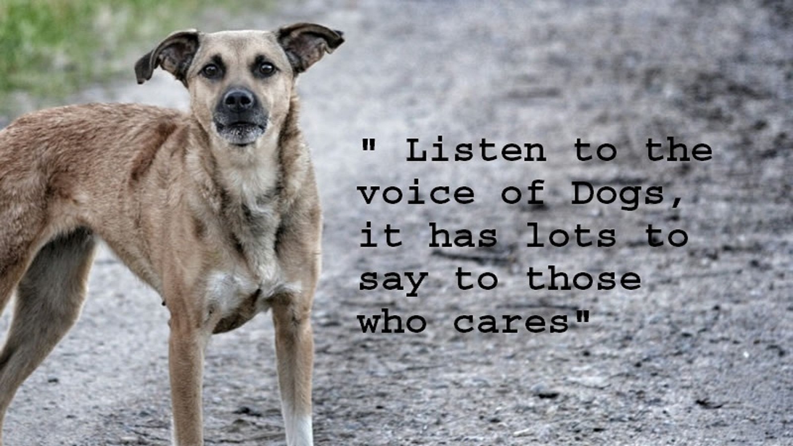 Petition · Protect Dogs: Give them the Right to Live - Philippines ...