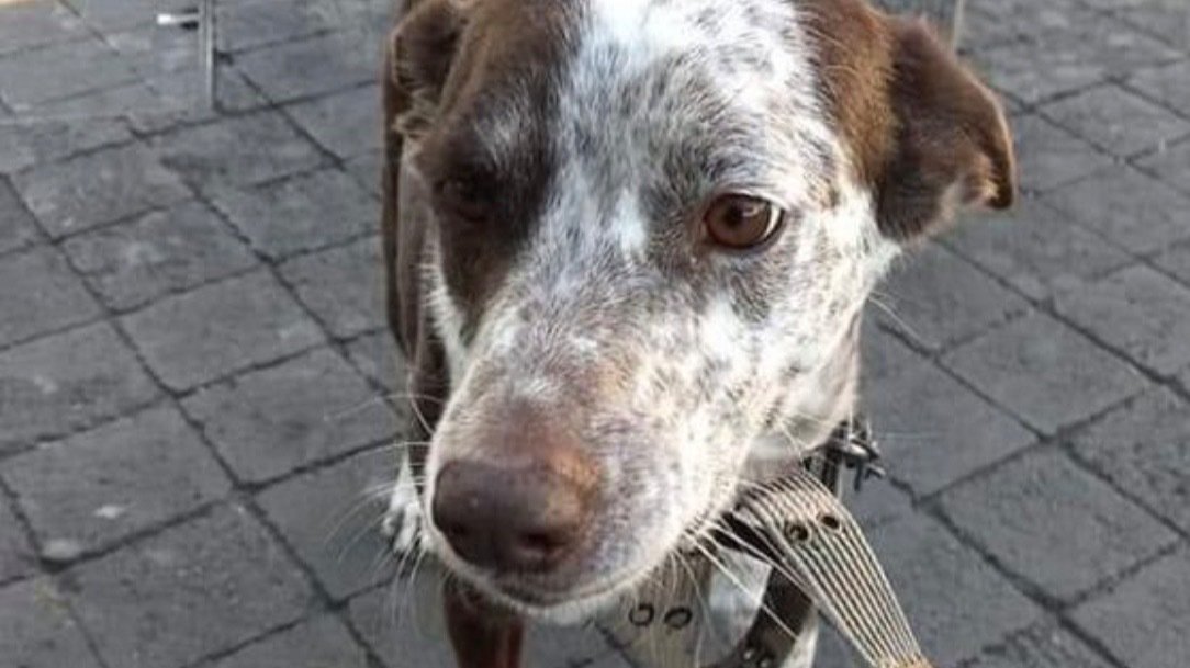 Petición · Justicia para el perro Tito que fue robado con violencia ...