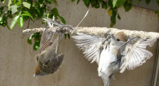 Petition · Enforce the Law on Bird Slaughter in Cyprus - United Kingdom ...
