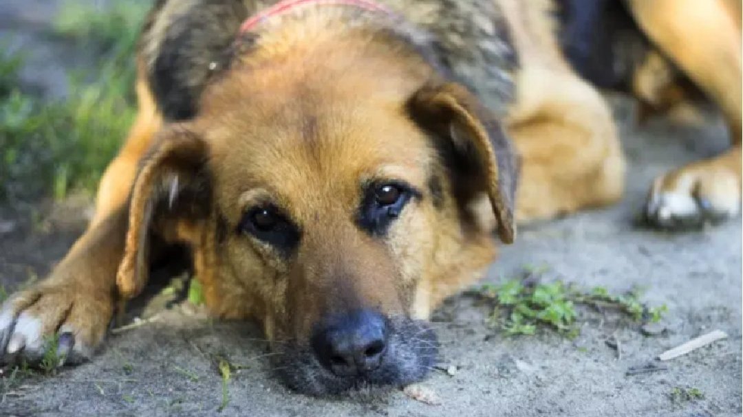 Petition · Give the Dogs a Chance - Canada · Change.org