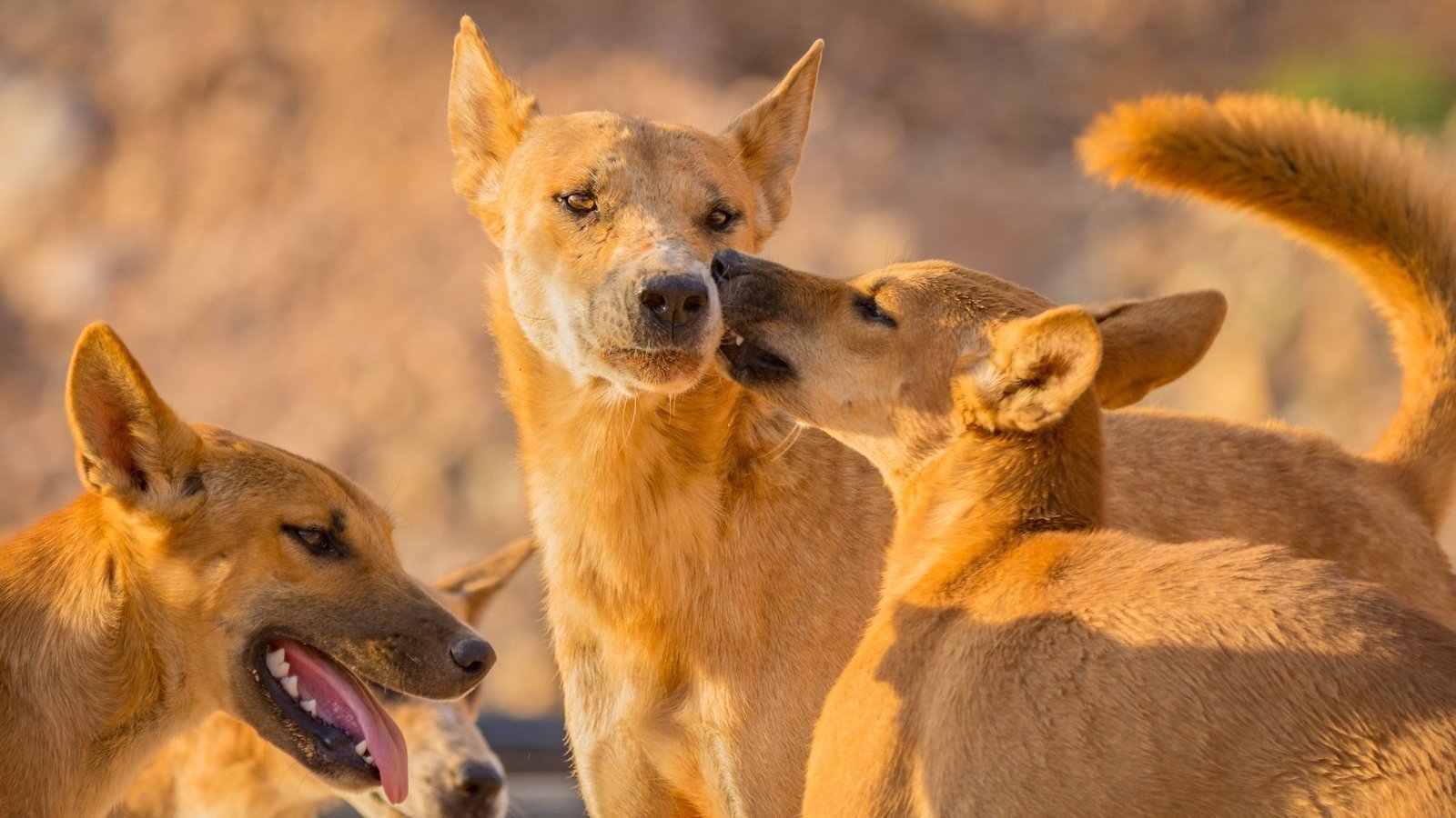 Petition · Ban all Poison Baiting for Dingoes a Cruel Death for any ...