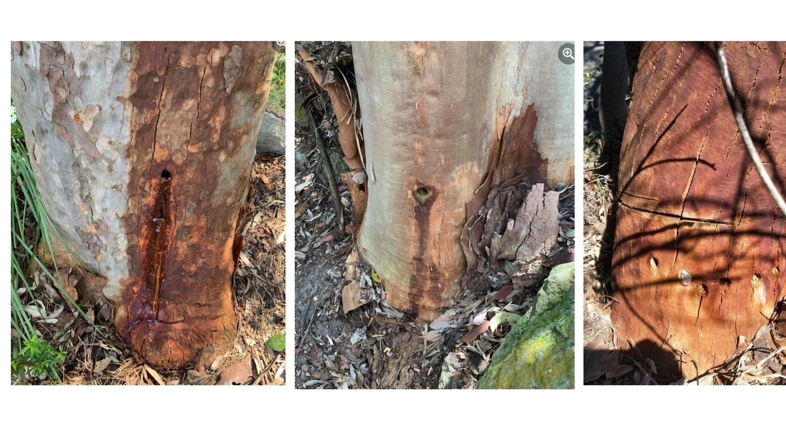 Petition · PROTECT OUR ANCIENT GUM TREES FROM MALICIOUS POISONING TO ...