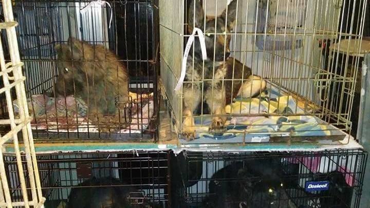 Petition · Justice for the Shiloh 20 ! Punish Dawn Swick! - Canada ...