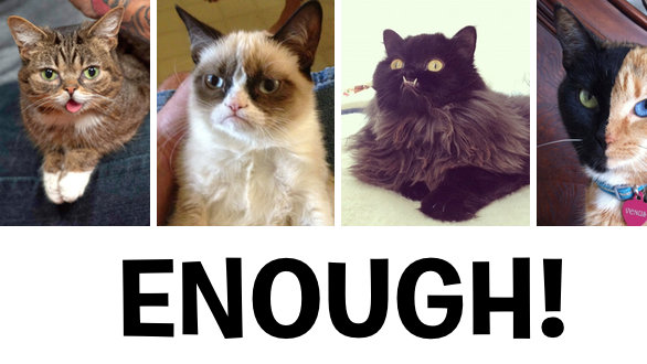 Petition · NO MORE CATS! - United States · Change.org