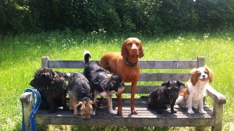 Petition · Set the limit to six dogs · Change.org