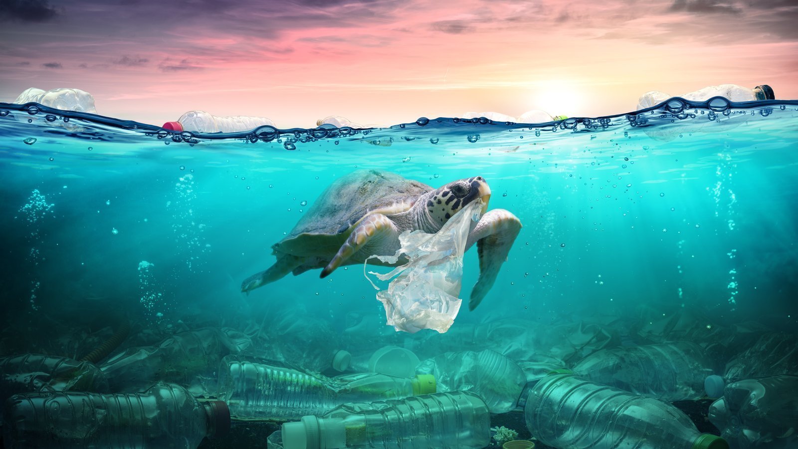 Petición · Let's fight for a world free plastics. - México · Change.org