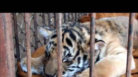 Petition · Stop Tiger Cruelty in Asia - Australia · Change.org