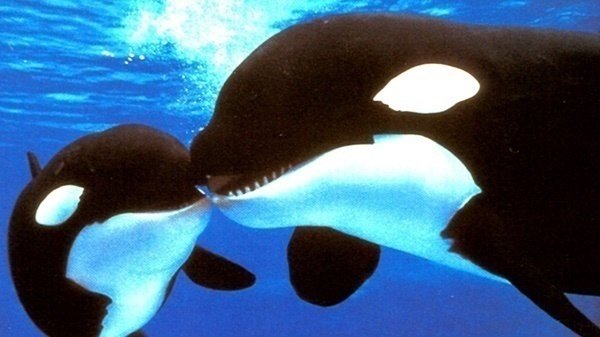 Petition · Make "Orca Week" A Thing! - United States · Change.org