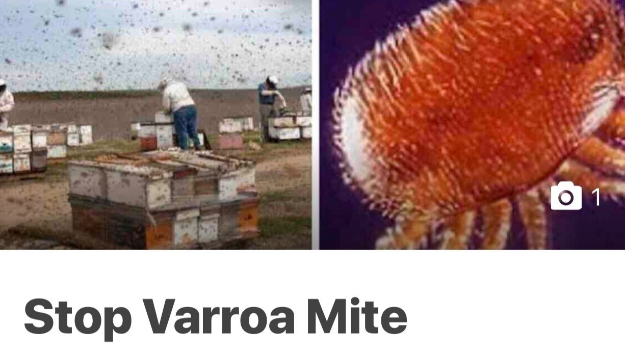 Petition · Stop Varroa super Spreading at the Almonds - Australia ...