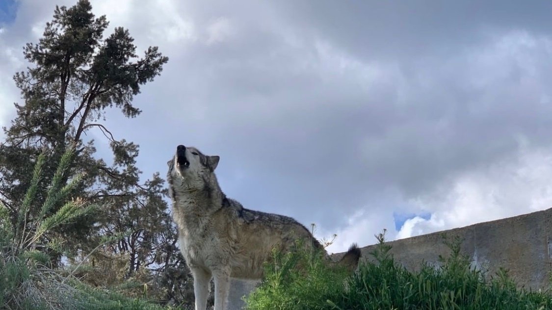 Petition · Bring Back "Wolves & Warriors" - United States · Change.org